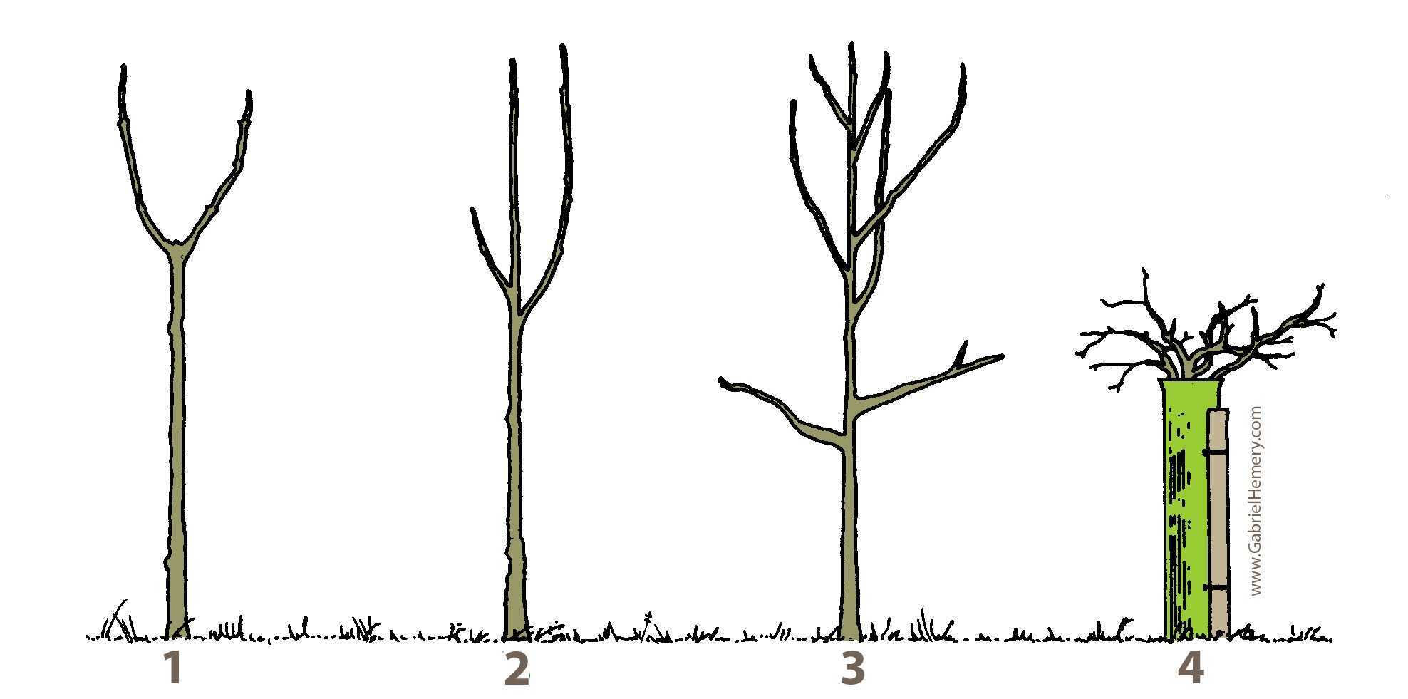 Budama nedir? Budama'nın Önemi, Yararları ve Yöntemleri - Enfidan.com